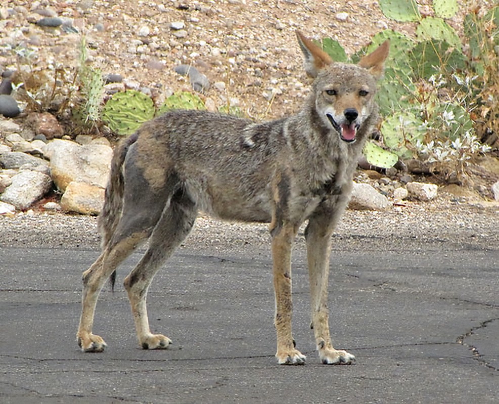Coyote (Canis latrans) - S-Tier Pest Control
